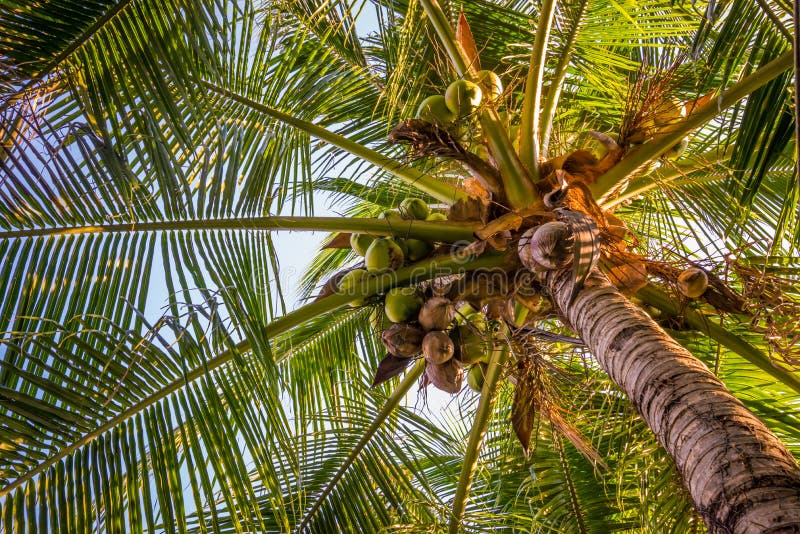 Coconut Tree stock image. Image of fall, dwelling, autumn - 71771271