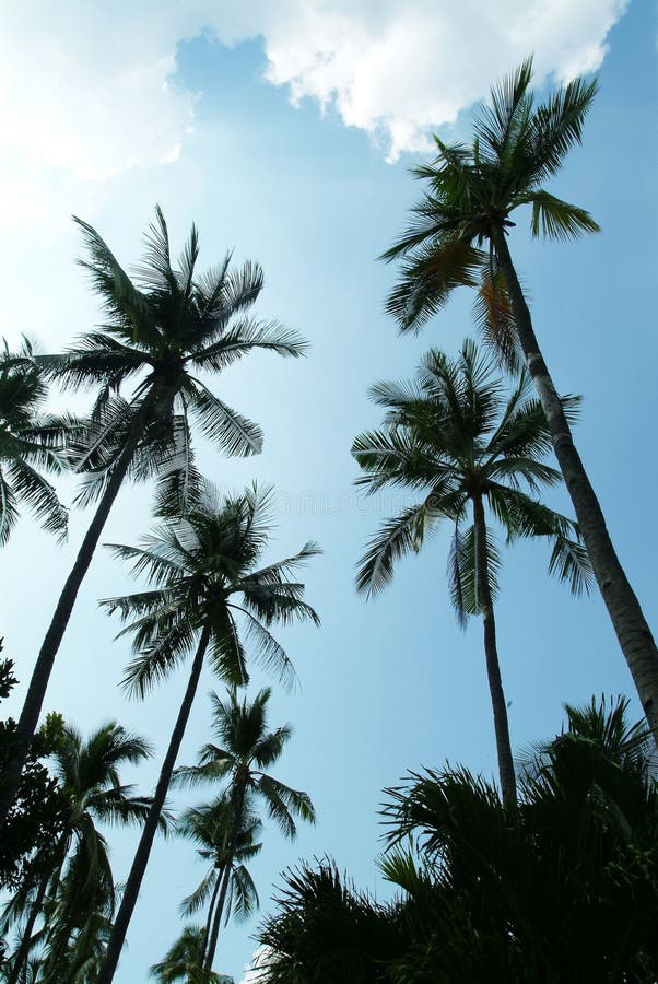 Coconut Tree stock photo. Image of weather, tropics, tree - 83796