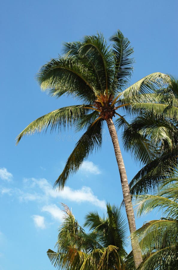 Coconut Tree stock photo. Image of flare, perspective, diagonal - 88588