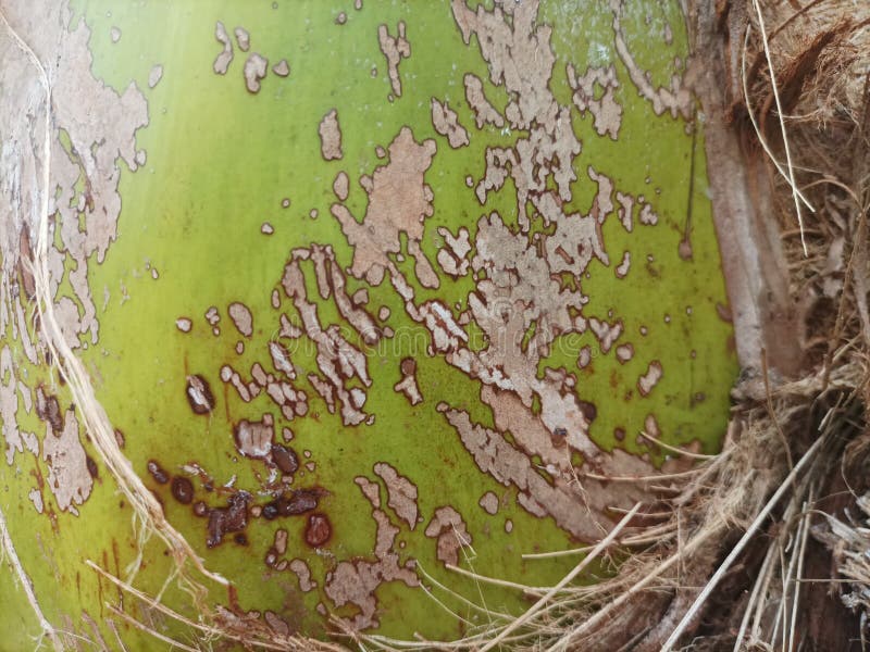 Coconut Tree with Abstract Natural Stock Image - Image of yellow, plant ...