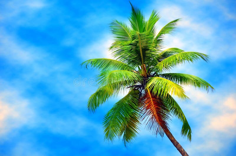 Coconut Tree Against Blue Sky Stock Photo - Image of plant, coconut ...