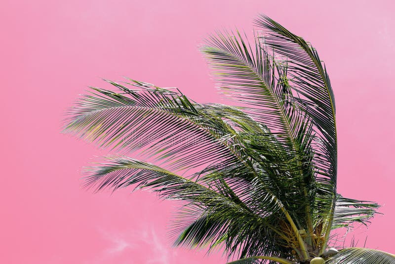 Coconut Tree Against the Sky Unusual Pink Color. Tropical Background ...