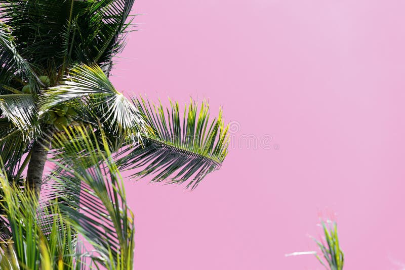 Coconut Tree Against the Sky Unusual Pink Color. Tropical Background ...