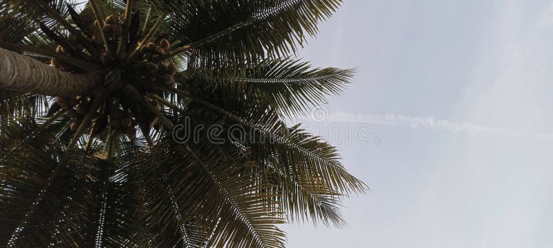 Coconut Tree with Airplane Tracks in the Sky Stock Image - Image of ...