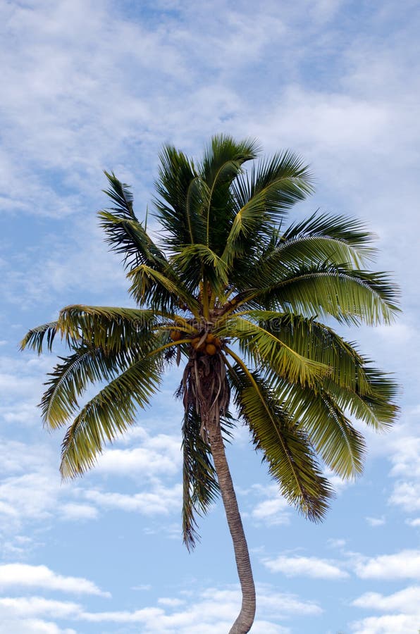 Coconut Tree in Aitutaki Lagoon Cook Islands Stock Image - Image of ...