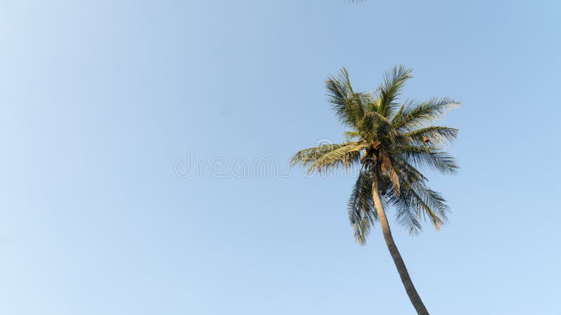 Coconut Tree Ant View and Sky Under View or Ant View Stock Image ...