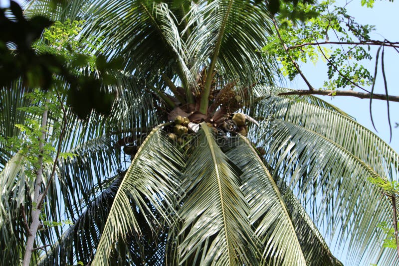 Coconut Tree As Captured from the Ground Stock Photo - Image of coconut ...