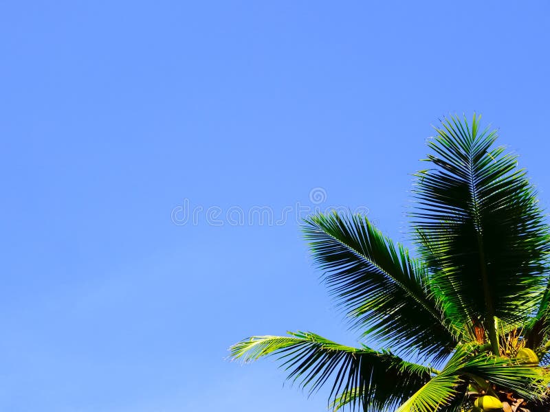 Coconut Tree .with a Backdrop of Blue Skies Stock Image - Image of ...