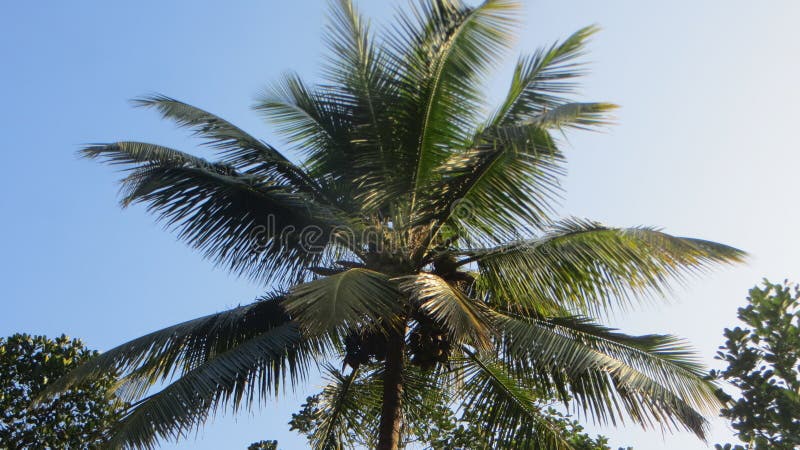 Coconut Tree in Background Blue Sky Stock Photo - Image of blue, ligte ...