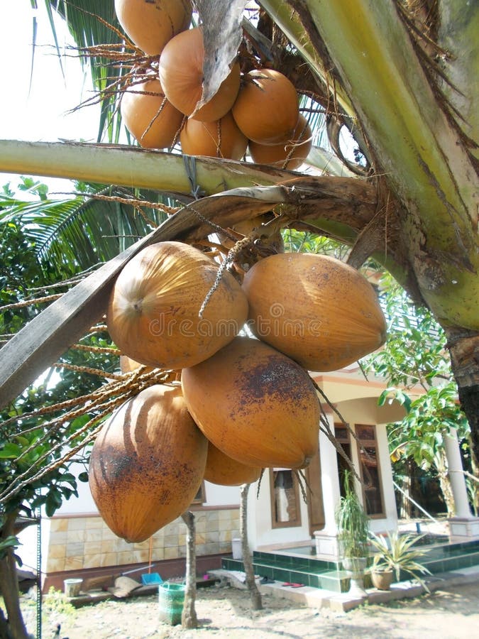 Yellow Coconut tree king stock image. Image of freshest - 75705621