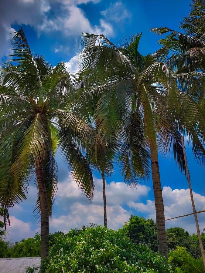 Coconut Tree in Bangladeshi Village with Blue Sky in Rajshahi Stock ...