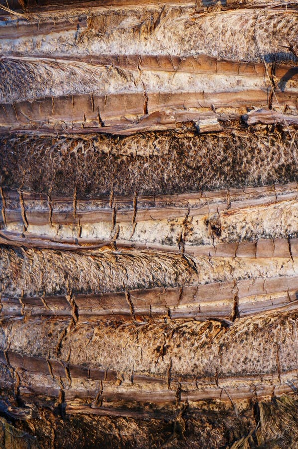 Coconut tree bark stock photo. Image of nature, macro - 28341970