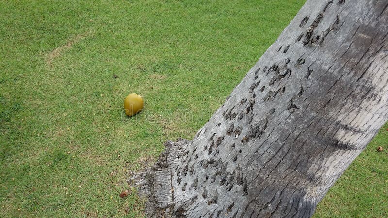 Coconut Tree with Bark and Coconut on Green Grass in Puerto Rico Stock ...