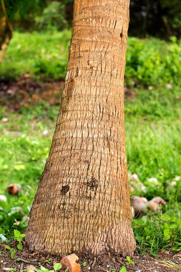 Coconut tree base stock image. Image of nutrition, coconut - 34636371