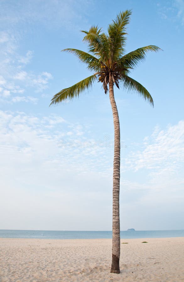 Coconut tree on beach stock photo. Image of shore, cloud - 20776924