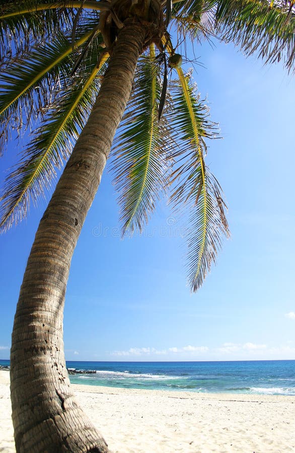Coconut Tree and Beach stock photo. Image of carribbean - 239628