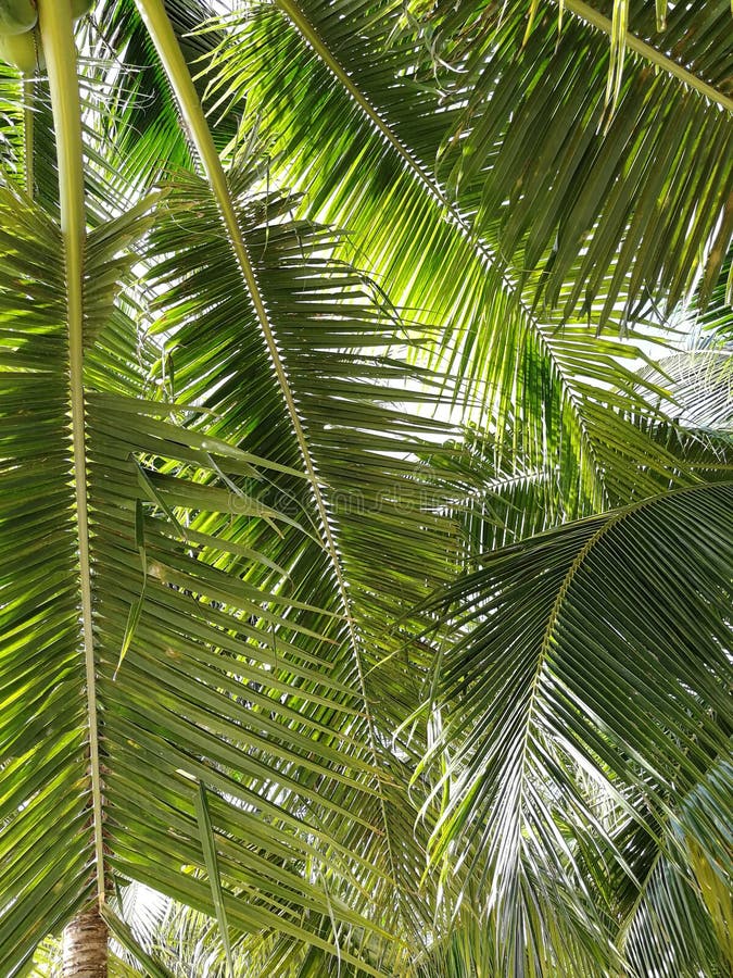 Coconut tree stock image. Image of isolated, palm, blue - 94491207