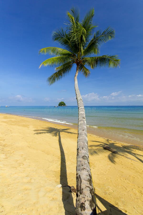 Coconut tree and beach stock photo. Image of island, sand - 30430832