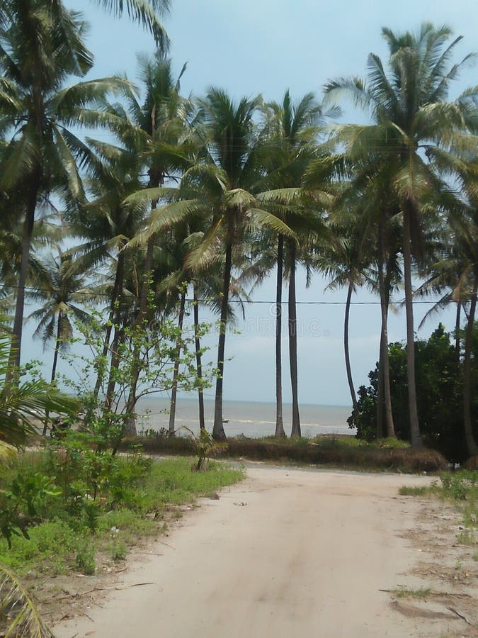 Coconut tree on the beach stock image. Image of vegetation - 201246763