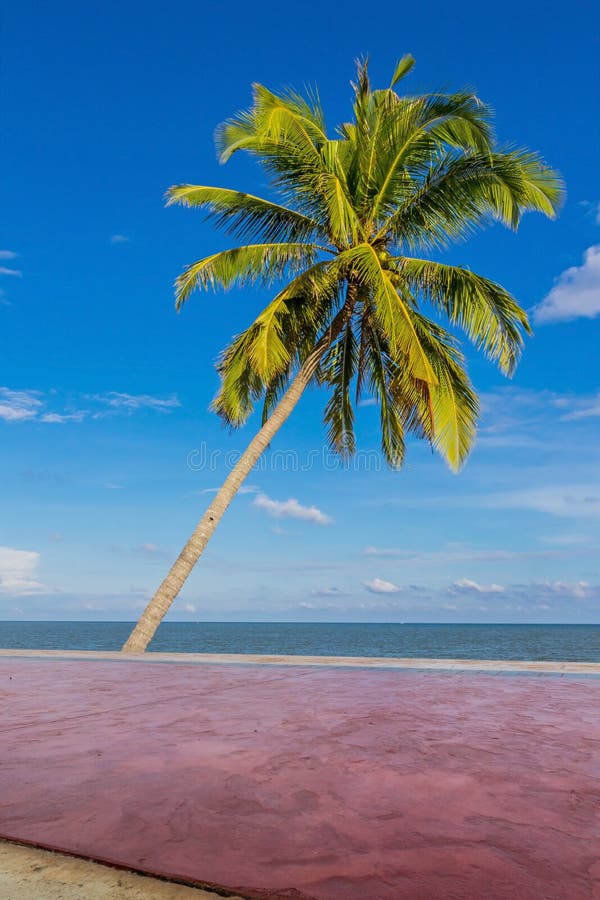Coconut tree at beach stock image. Image of sunny, palm - 157921461