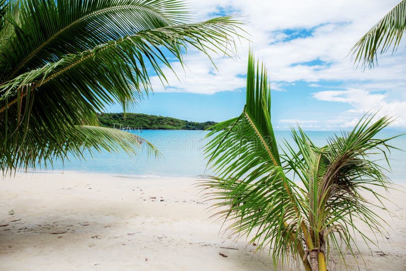 Coconut Tree On Beach In Island Stock Image - Image of coastline ...