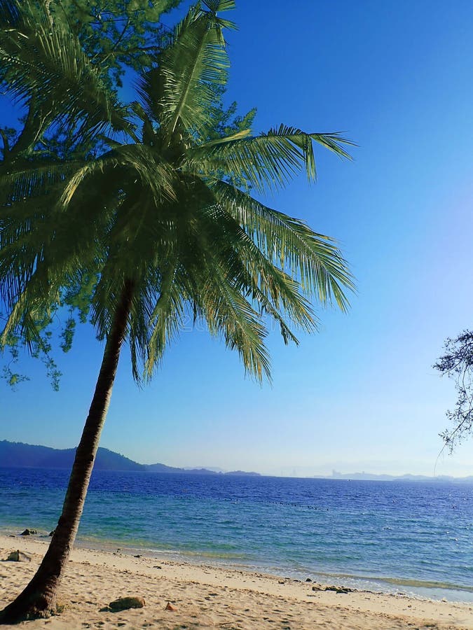Coconut Tree at the Beach Side and Beautiful Sky Blue with the Falling ...