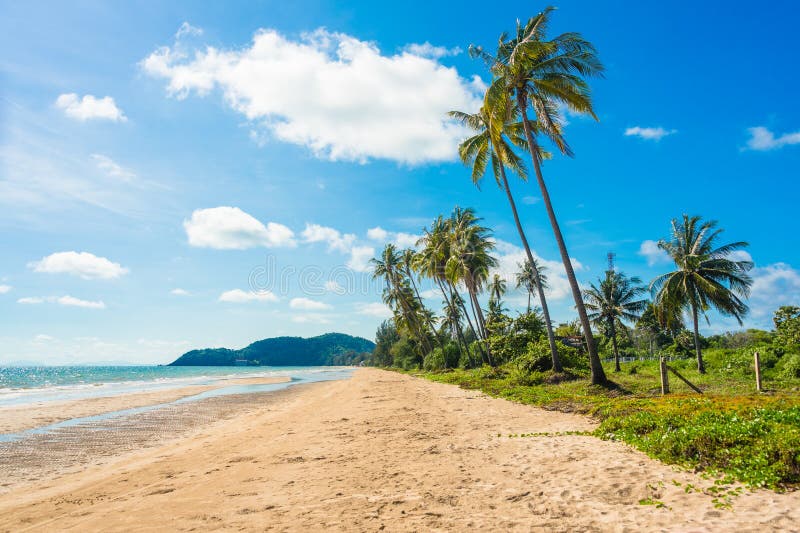 Coconut tree on the beach. stock image. Image of destination - 94404477