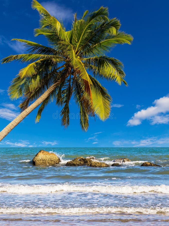 Coconut tree on the beach stock photo. Image of palm - 39433074