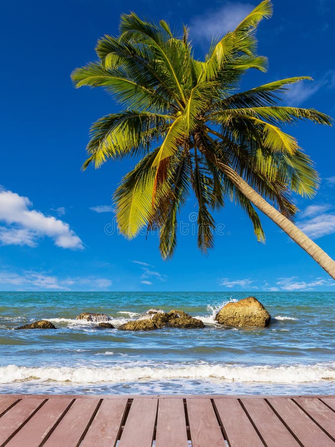 Coconut tree on the beach stock photo. Image of nature - 39839440
