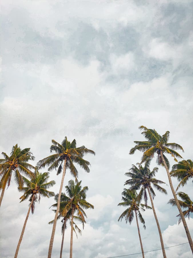 Coconut Tree in the Beach on Summer, with Cloudy Sky Stock Photo ...