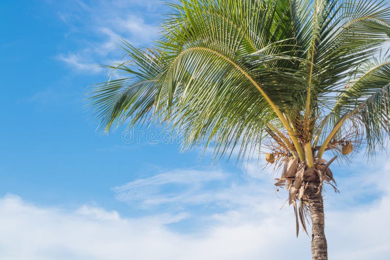 Coconut Tree on Beach,summer Vacation Stock Image - Image of tropical ...