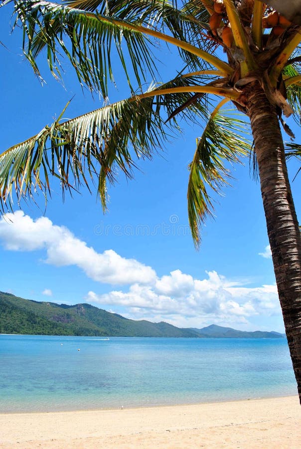Coconut Tree with Beautiful Blue Ocean Stock Image - Image of blue ...