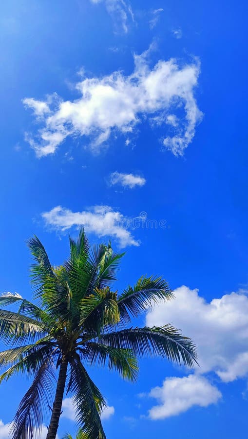 Coconut Tree with the Beautiful Blue Sky Stock Image - Image of wheater ...