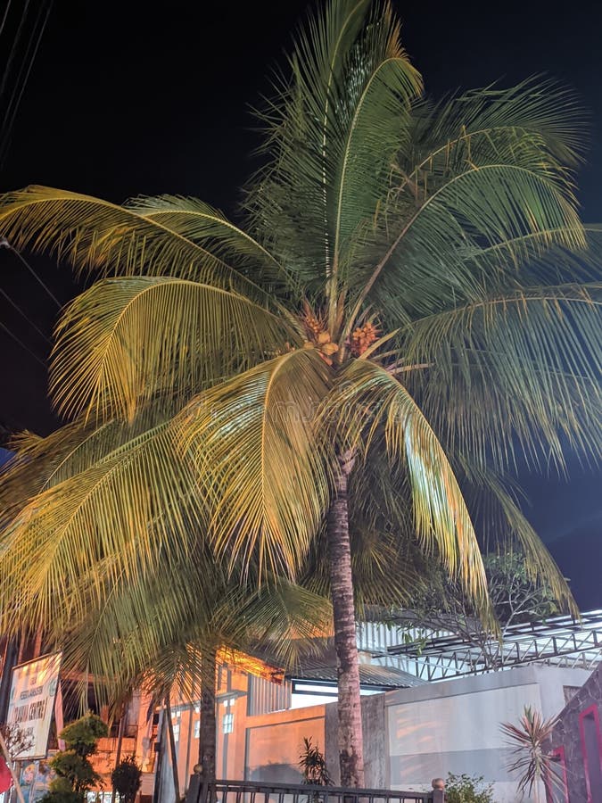 Coconut Tree,beautiful Night,pothograpy,indonesia, Amazing, Tree, Night ...