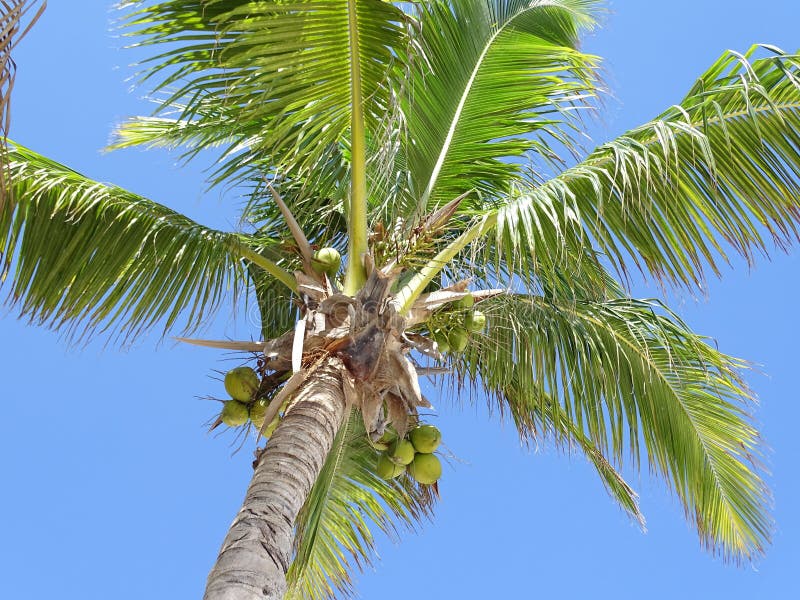 Coconut tree stock image. Image of basket, food, leaves - 63280453