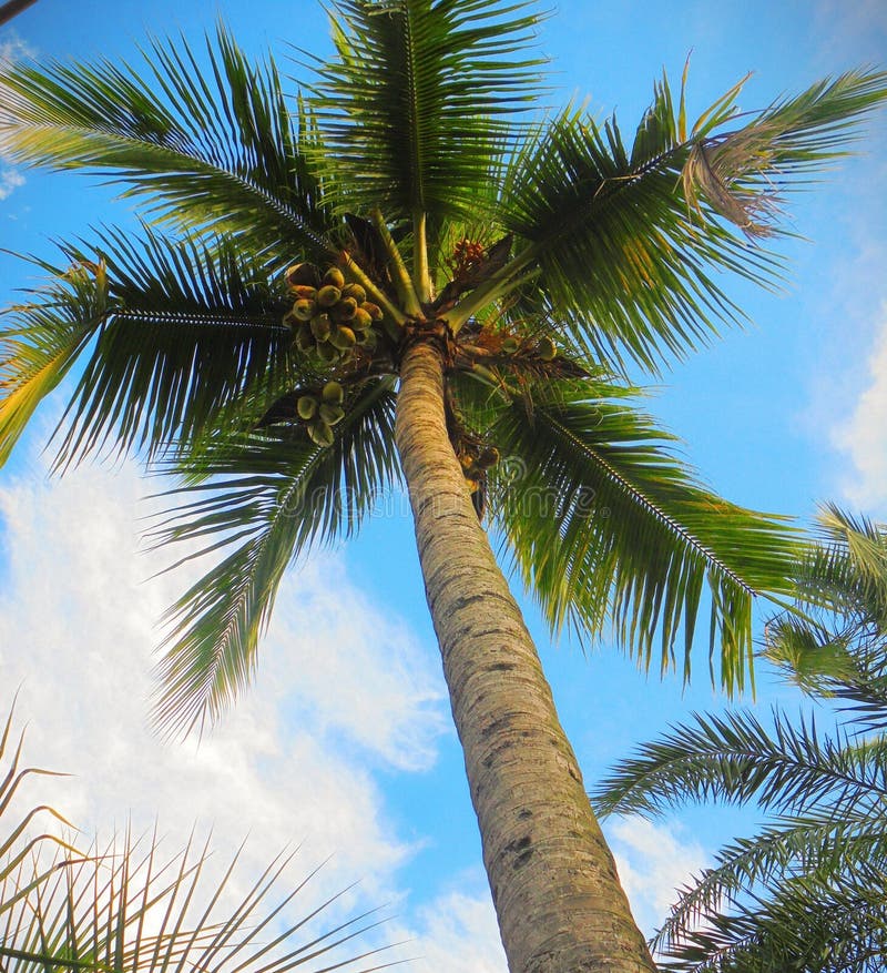 Oak Tree Beauty stock image. Image of background, clouds - 4552947