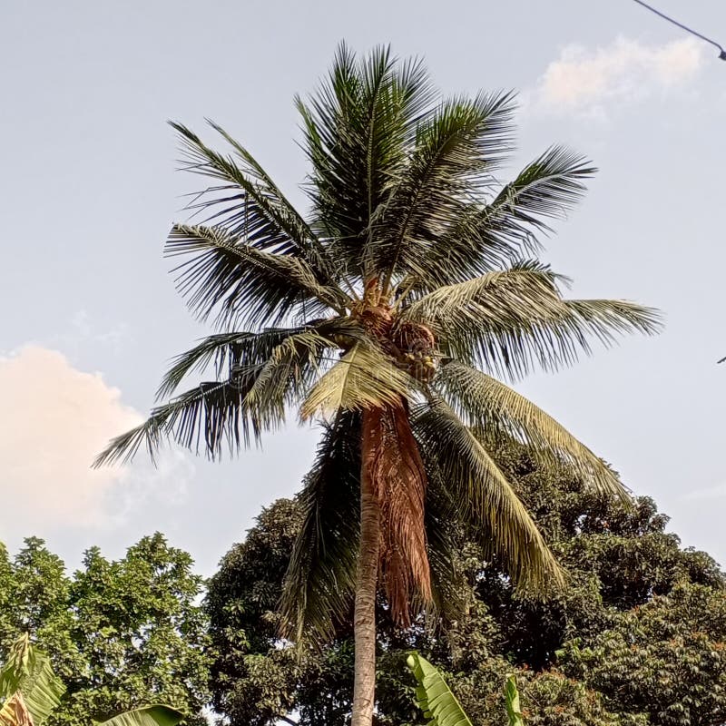 A Coconut Tree:the Beauty of Nature at Its Best Stock Photo - Image of ...