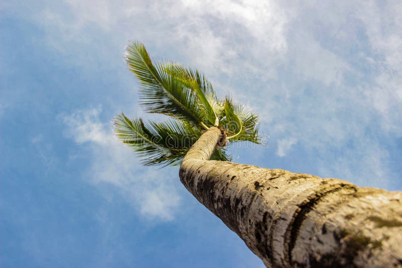 Bela Coconut Stock Photos - Free & Royalty-Free Stock Photos from ...