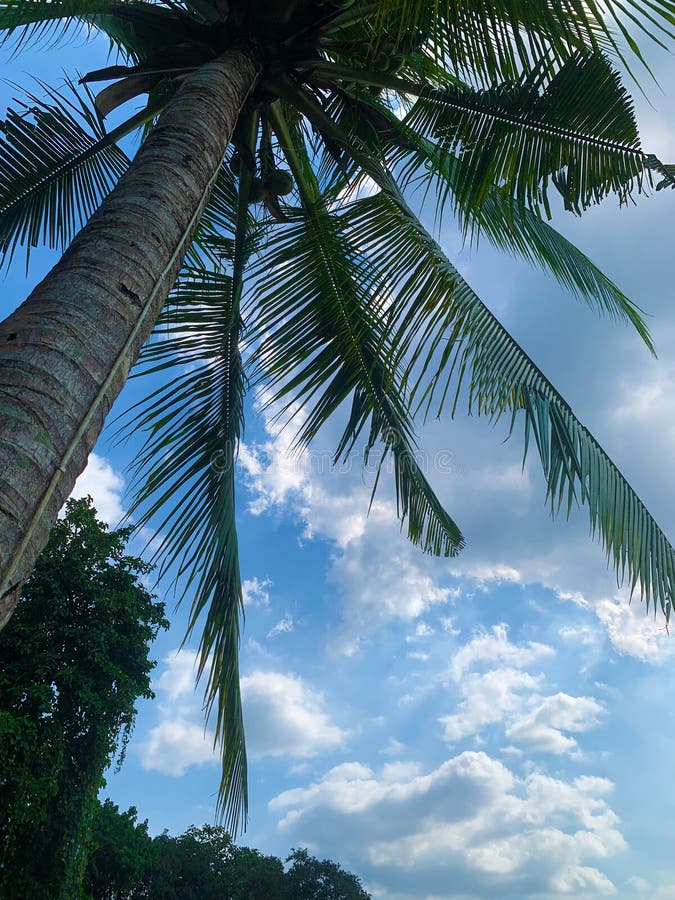 Coconut Tree Below Angle Portrait Shot Stock Photo - Image of flower ...
