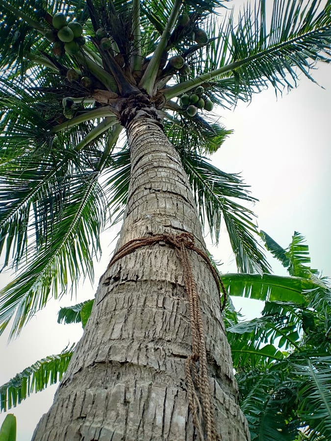 Coconut tree stock image. Image of tree, green, coconut - 118755865