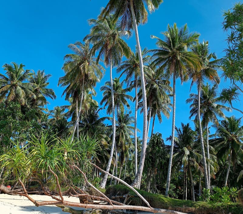 Coconut Tree Blown by the Wind on the Beach on Sunny Day with Blue Sky ...