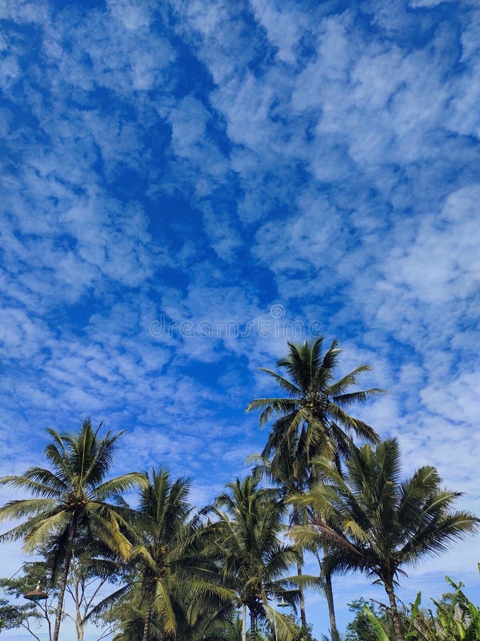Coconut tree and blue sky stock image. Image of blosom - 384109811