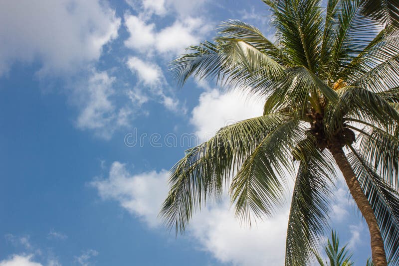 Coconut tree stock photo. Image of paradise, holiday - 52412712