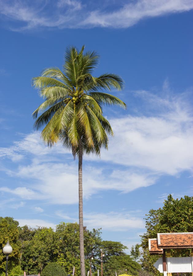 Coconut Tree on Blue Sky Background Stock Image - Image of cloud ...