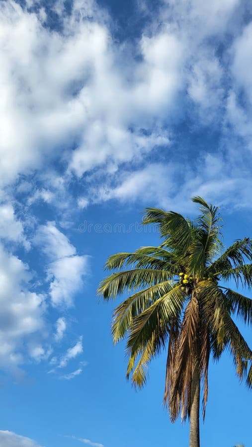 Coconut tree stock photo. Image of nature, blue, coconut - 264119862
