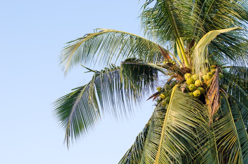 Coconut Tree with Blue Sky Background Hanging Coconut Stock Photo ...
