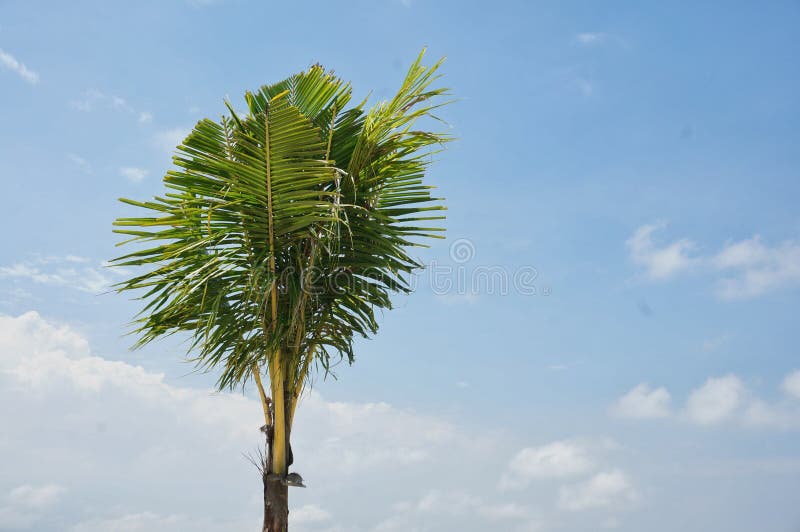 Coconut Tree with Blue Sky Background in Summer Stock Photo - Image of ...