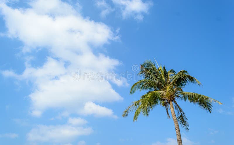 Coconut Tree and Blue Sky Background Stock Photo - Image of coconut ...