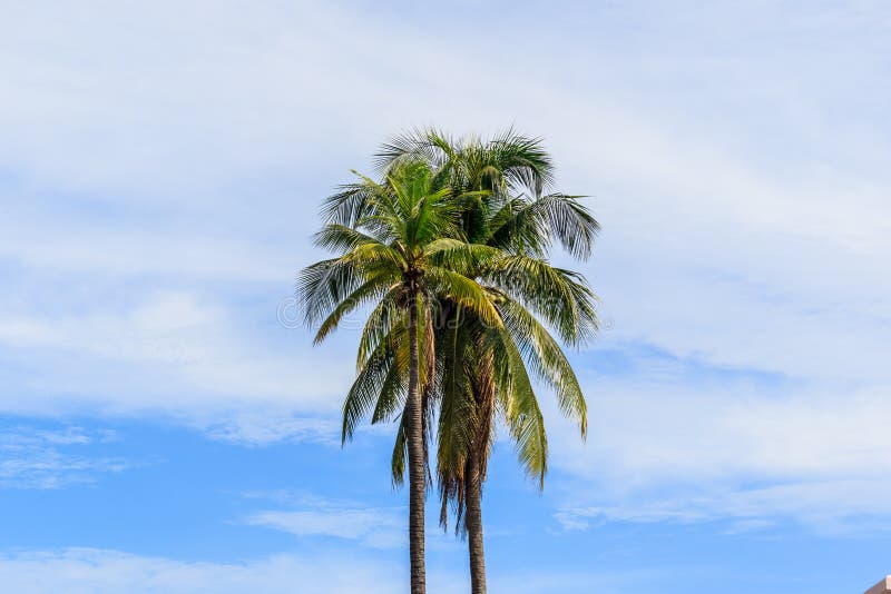 Coconut Tree on the Blue Sky Background. Stock Image - Image of color ...