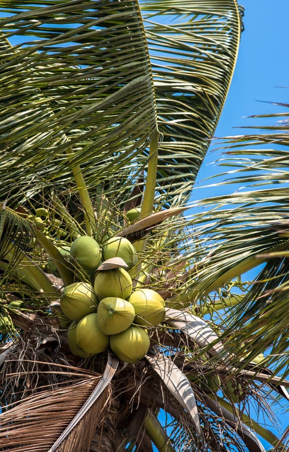 Coconut Tree with Blue Sky Background Stock Photo - Image of ...